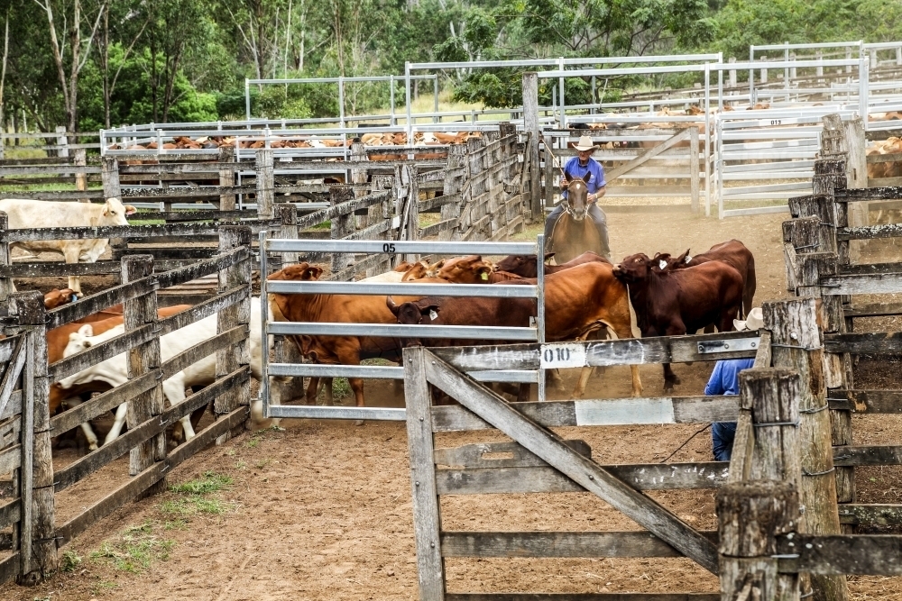Image of Cattle getting penned for sale at a regional saleyard ...