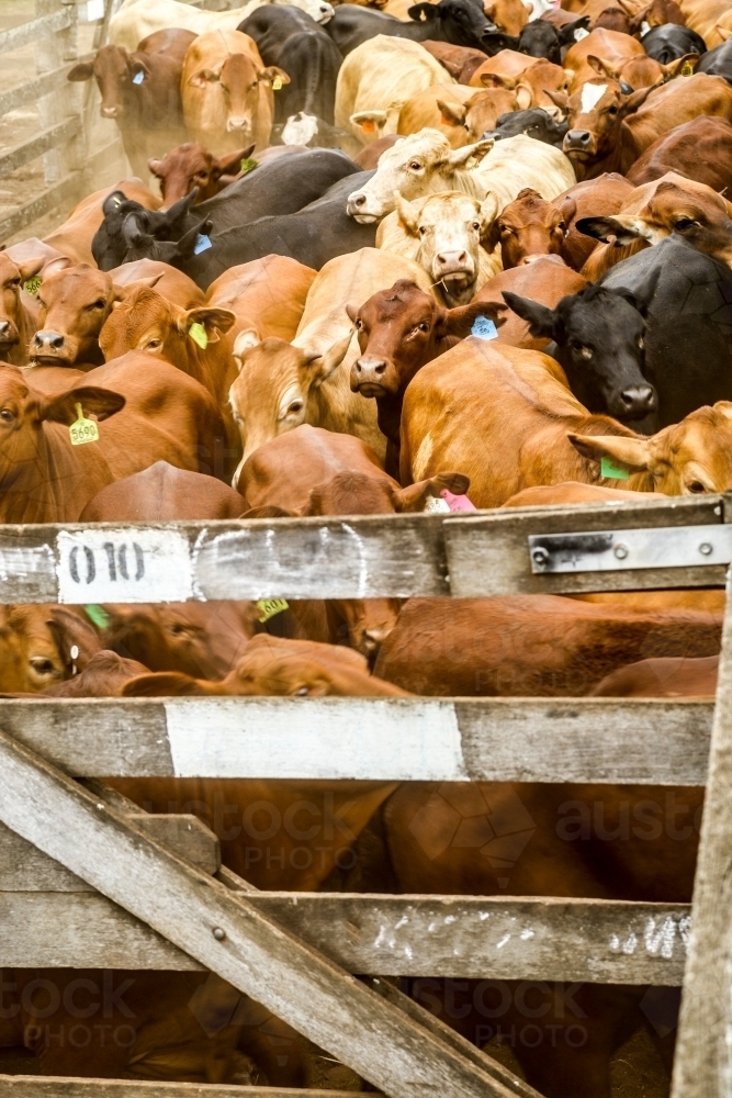 Image of Cattle getting penned for sale at a regional saleyard ...