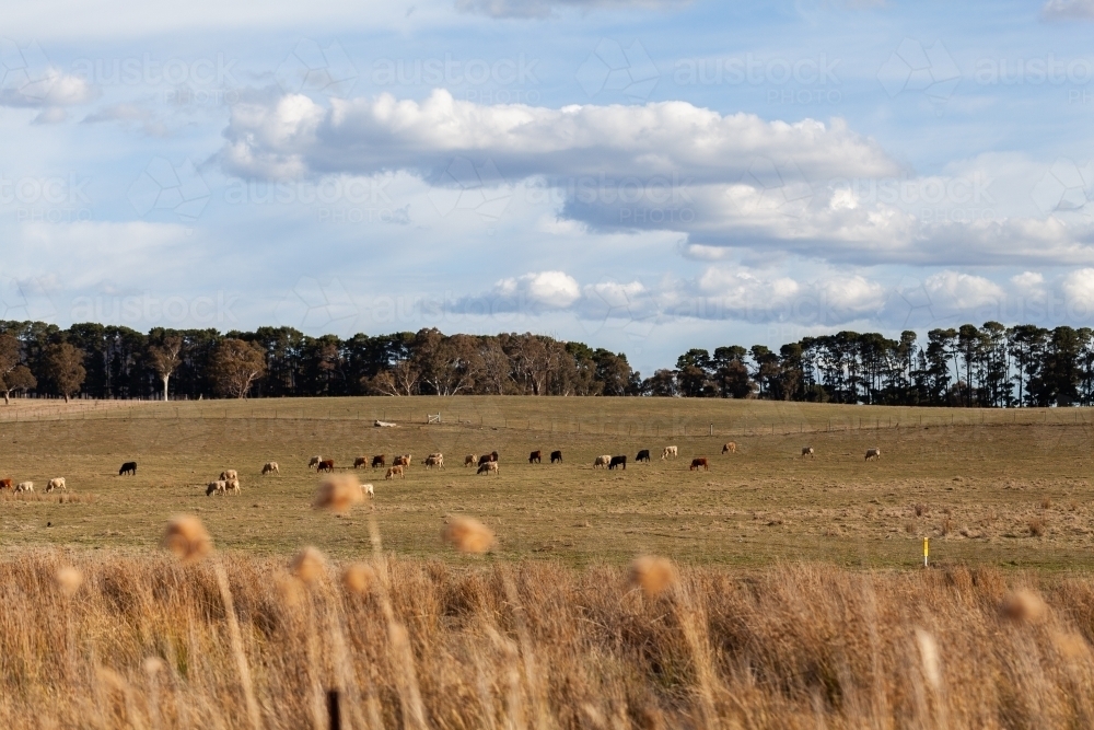 Image of Cattle grazing in brown grassy paddock in rural Australia ...