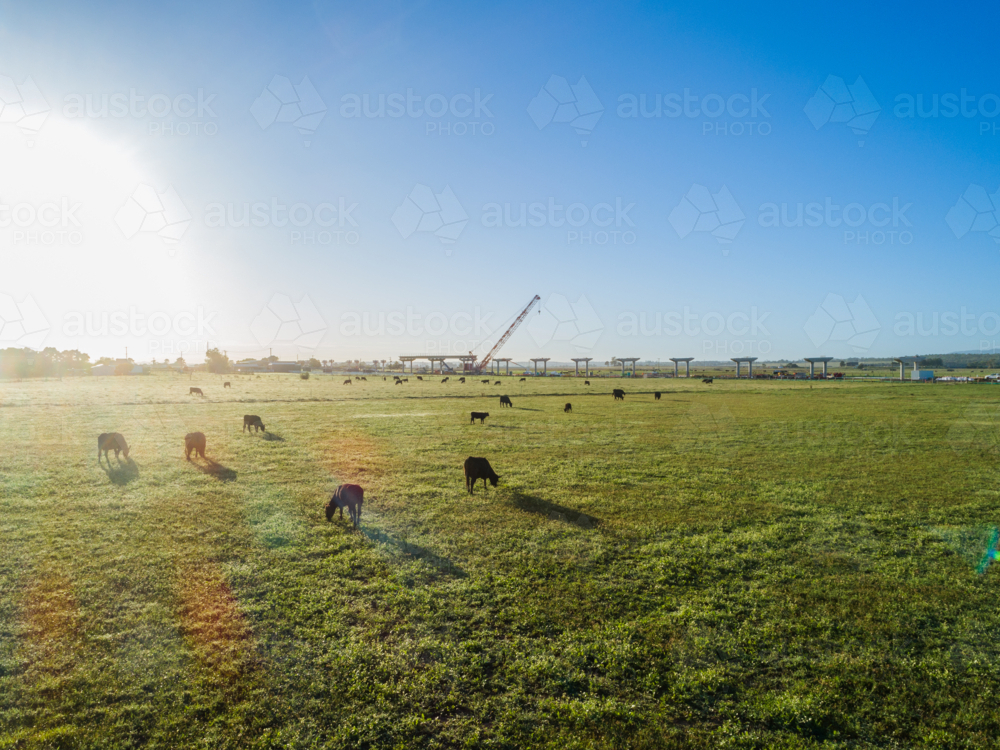 Image of Cattle grazing in farmland with bypass road bridge ...