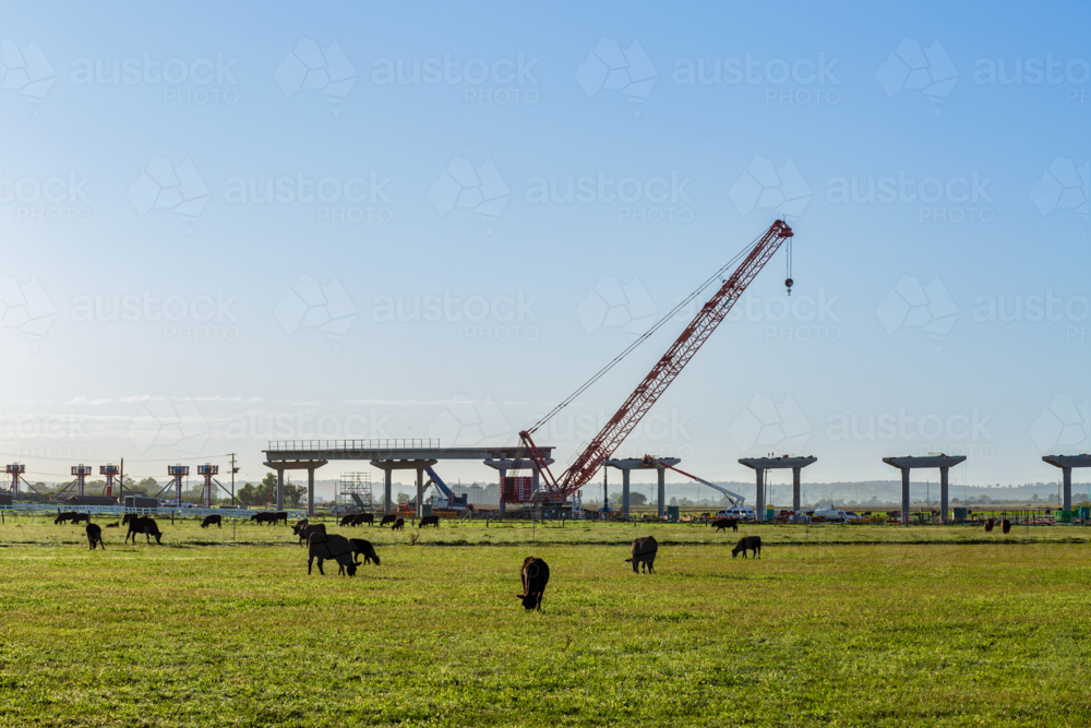 Image of Cattle grazing in farmland with bypass road bridge ...