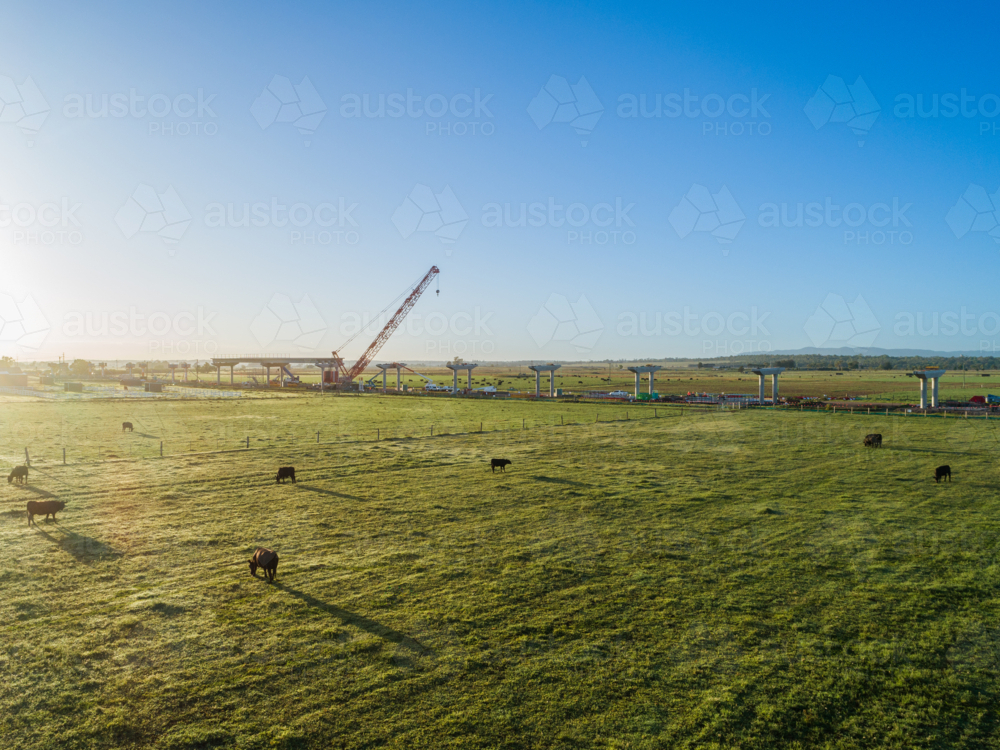 Image of Cattle grazing in farmland with bypass road bridge ...