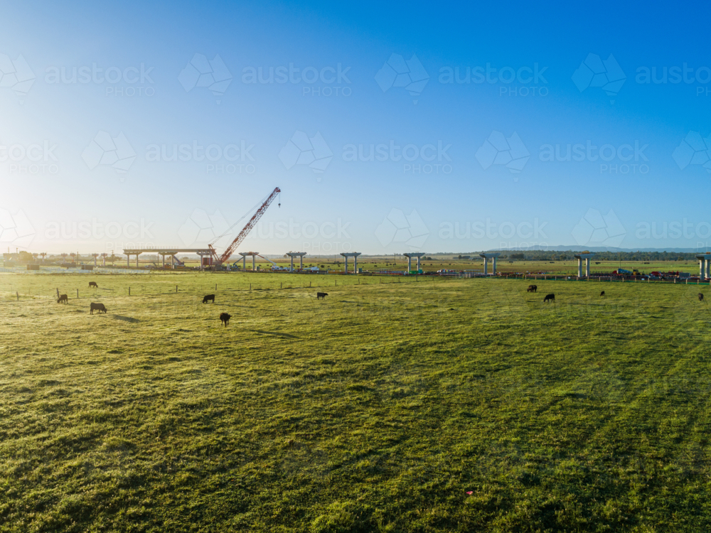 Image of Cattle grazing in farmland with bypass road bridge ...