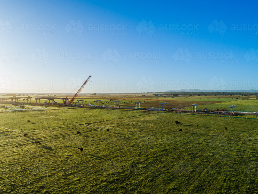 Image of Cattle grazing in farmland with bypass road bridge ...