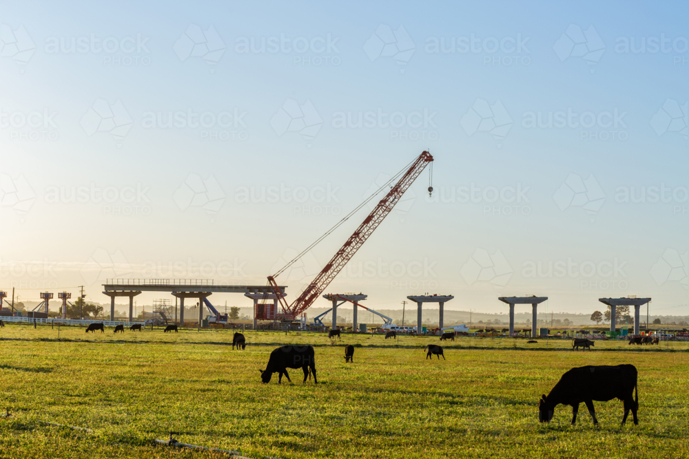 Image of Cattle grazing in farmland with bypass road bridge ...