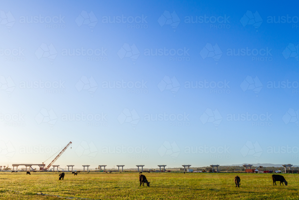 Image of Cattle grazing in farmland with bypass road bridge ...