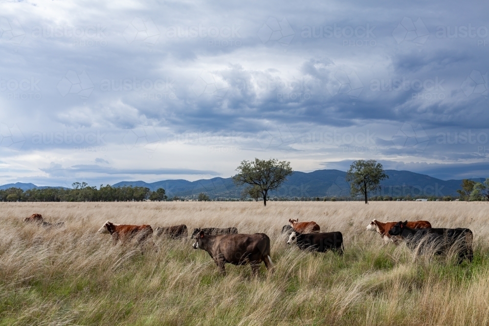 Image of Cattle heading out into new paddock with lush grass on farm ...