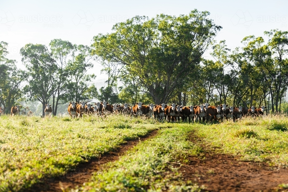 Image of Cattle in a line along farm track watching - Austockphoto
