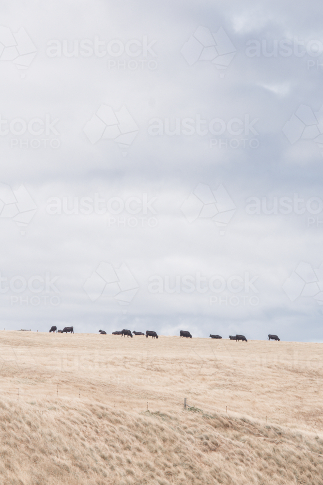 Image of Cattle in distance on dry, grassy hill - vertical - Austockphoto