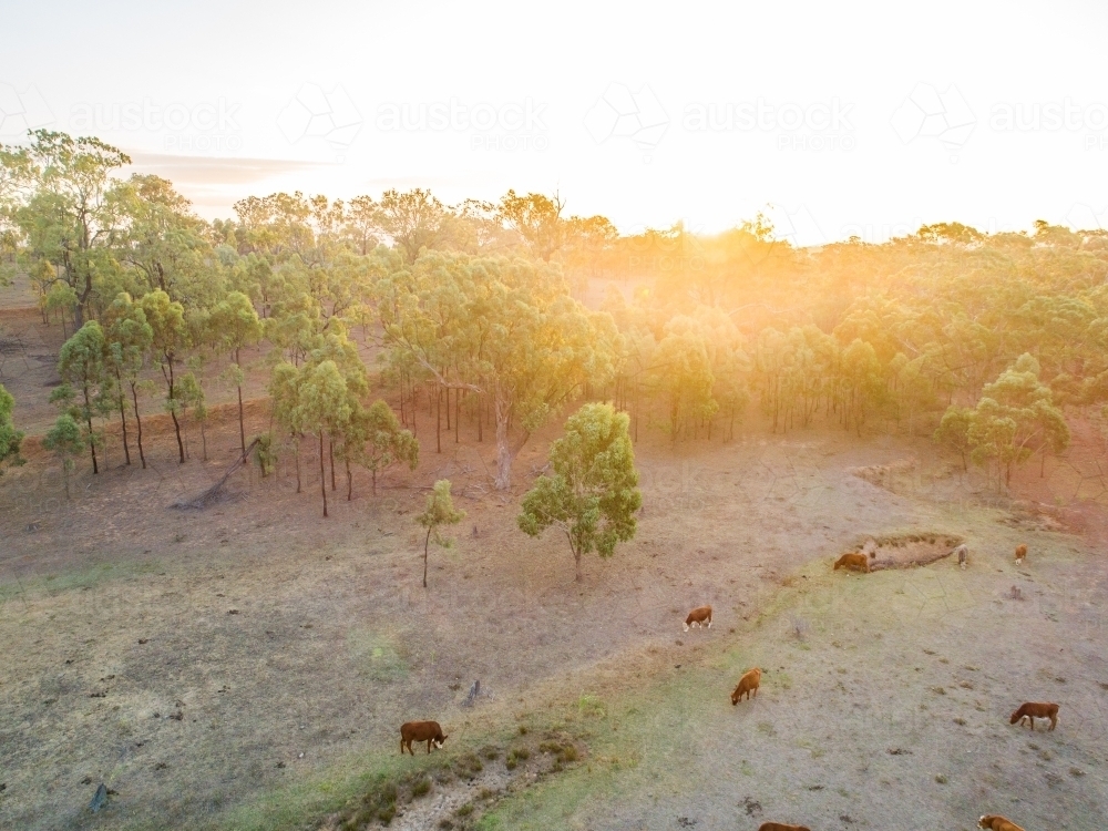 Image of Cattle in dry paddock beside empty watercourse at sunset ...