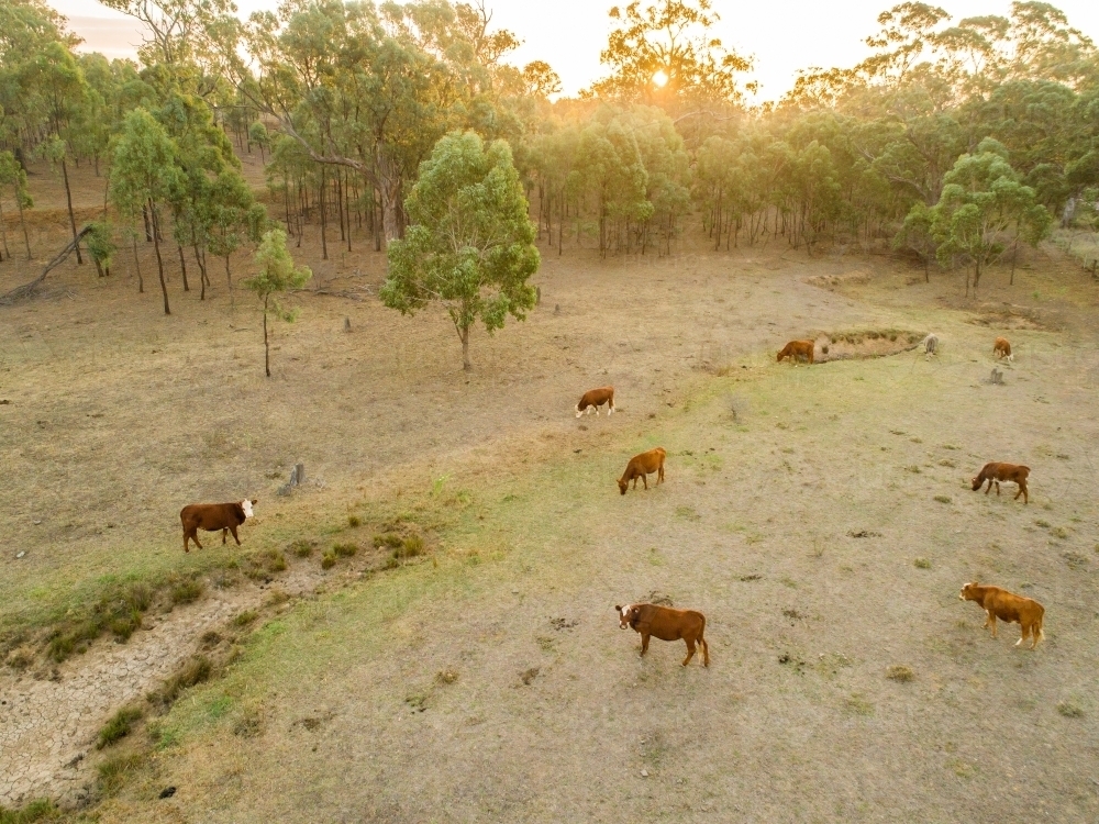 Image of Cattle in dry paddock beside empty watercourse at sunset ...