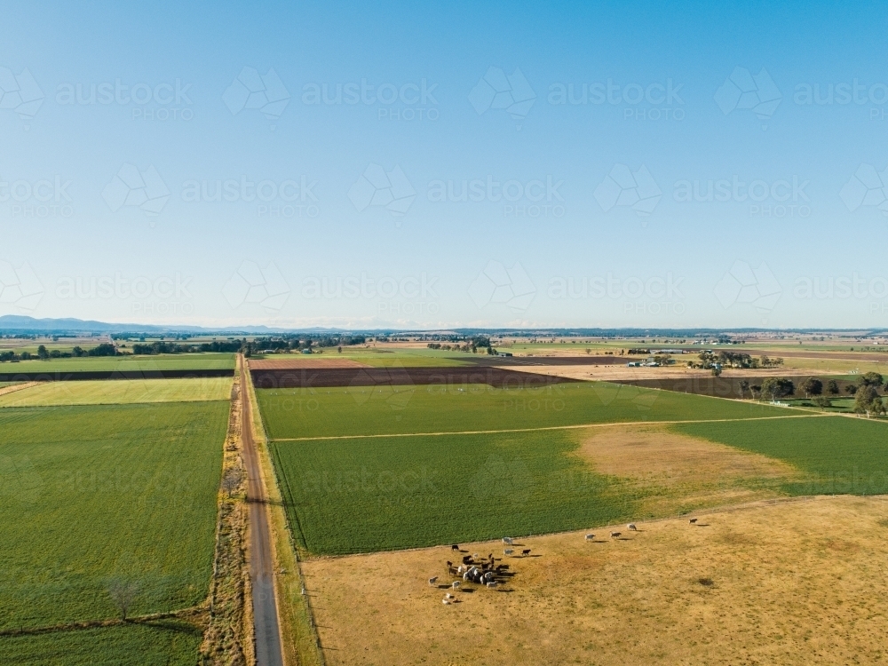 Image of cattle in farm paddock beside country lane with big blue sky ...
