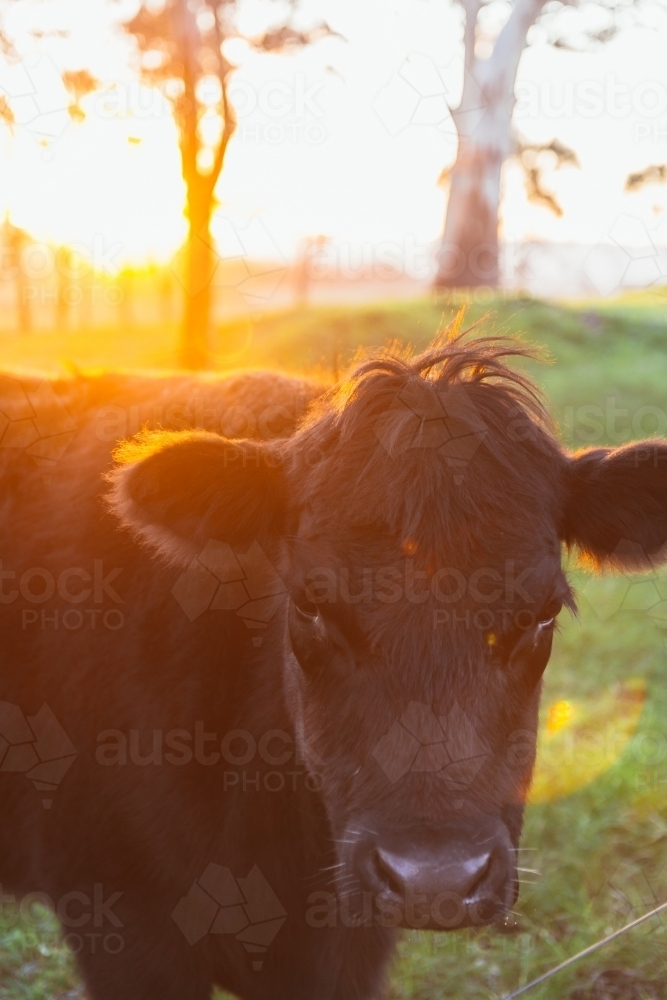 Image of cattle in field at sunset - Austockphoto