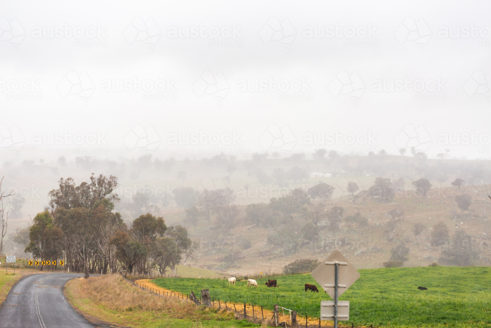 Image of cattle in green paddock on misty rainy day with fog obscuring ...