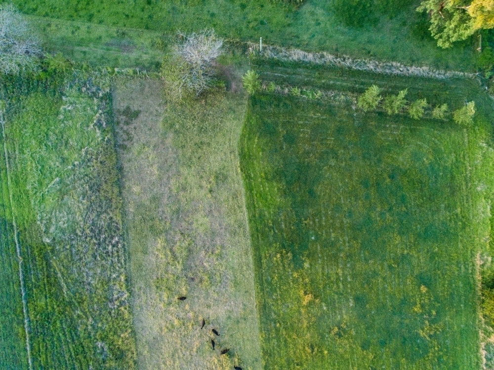 Image of cattle in green paddock seen from overhead aerial view ...