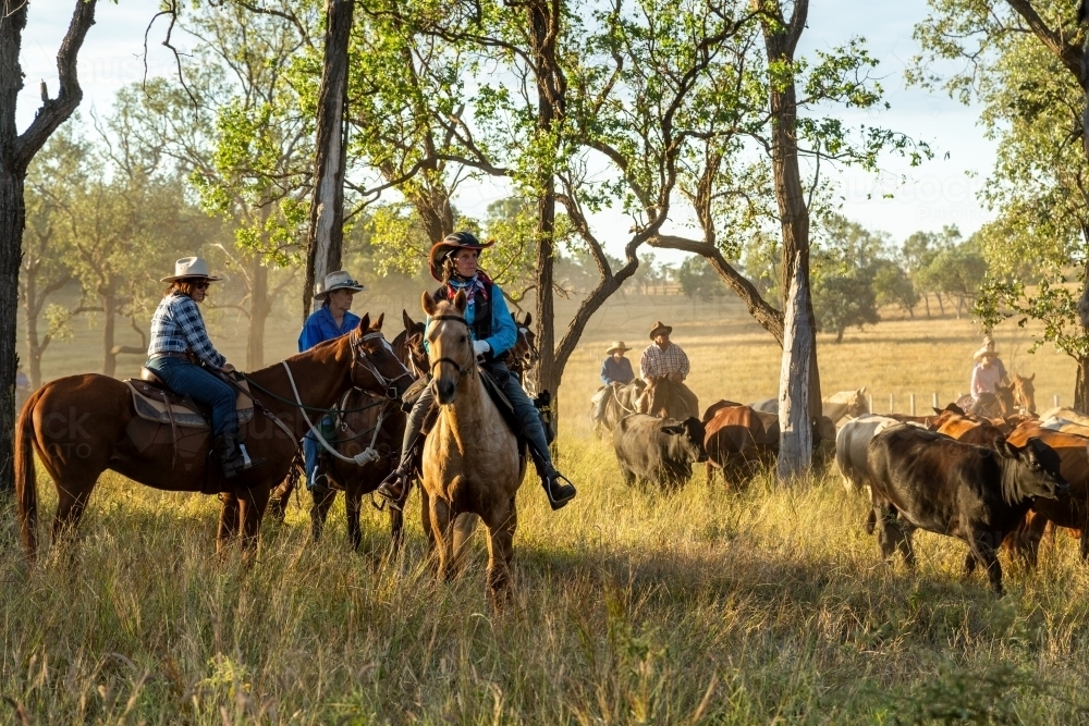 Image of Cattle men and women on horses mustering a mob of cattle ...
