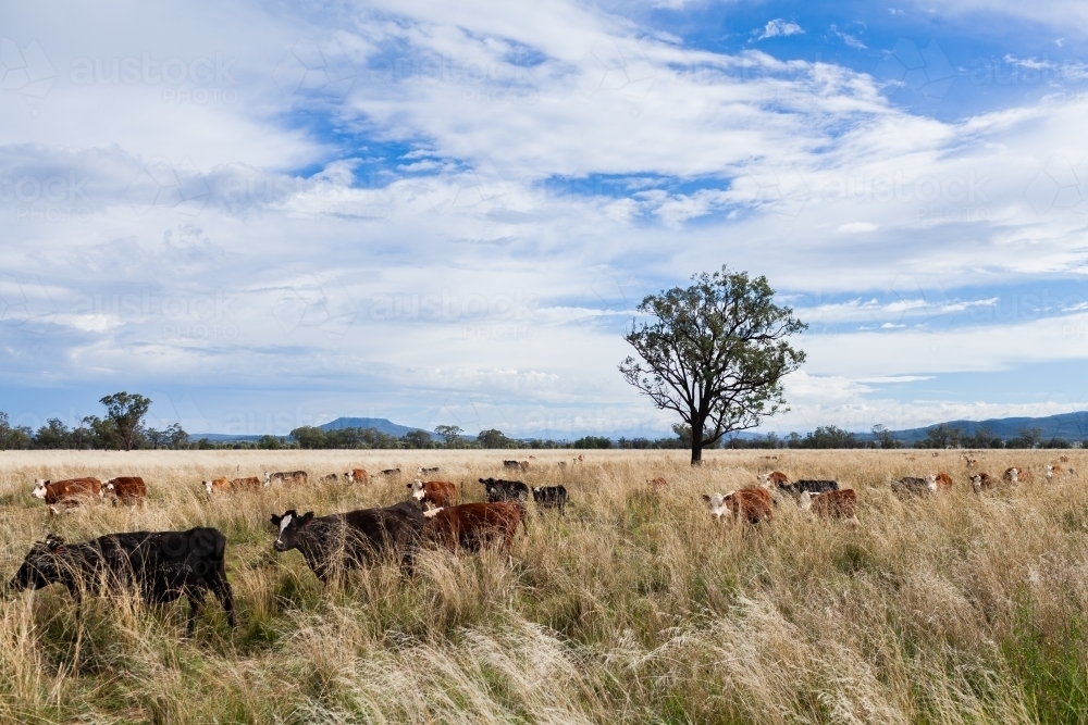 Image of Cattle moving together as mob to new paddock on farm using ...