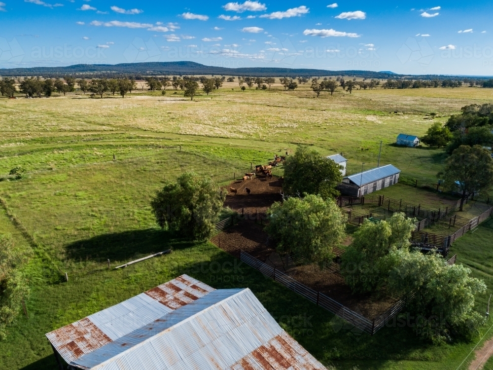 Image of Cattle on farm at entrance to stock yards seen from aerial ...