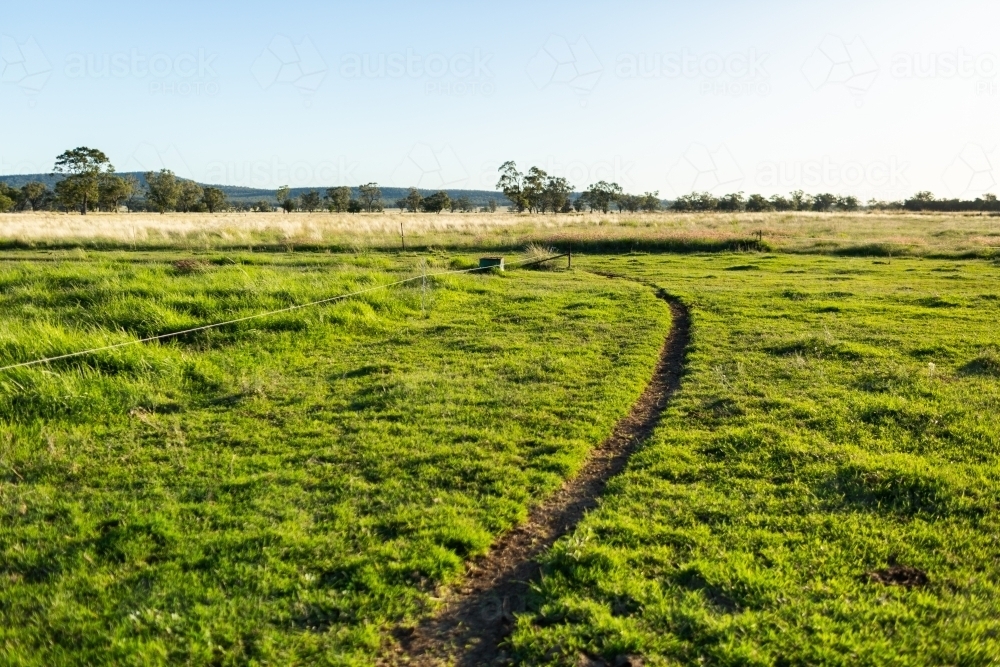 Image of cattle pad track through short green grass in farm paddock ...