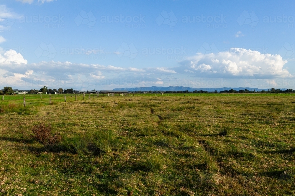Image of Cattle pad winding through green paddock on farm - Austockphoto