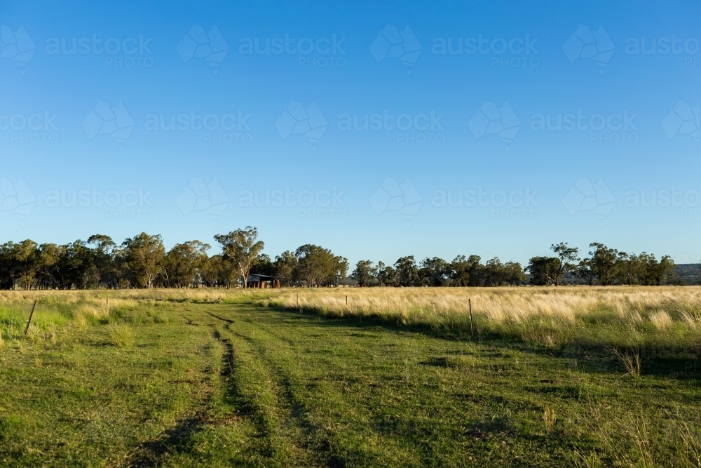 Image of cattle pads (tracks) winding through lush farm paddock under ...