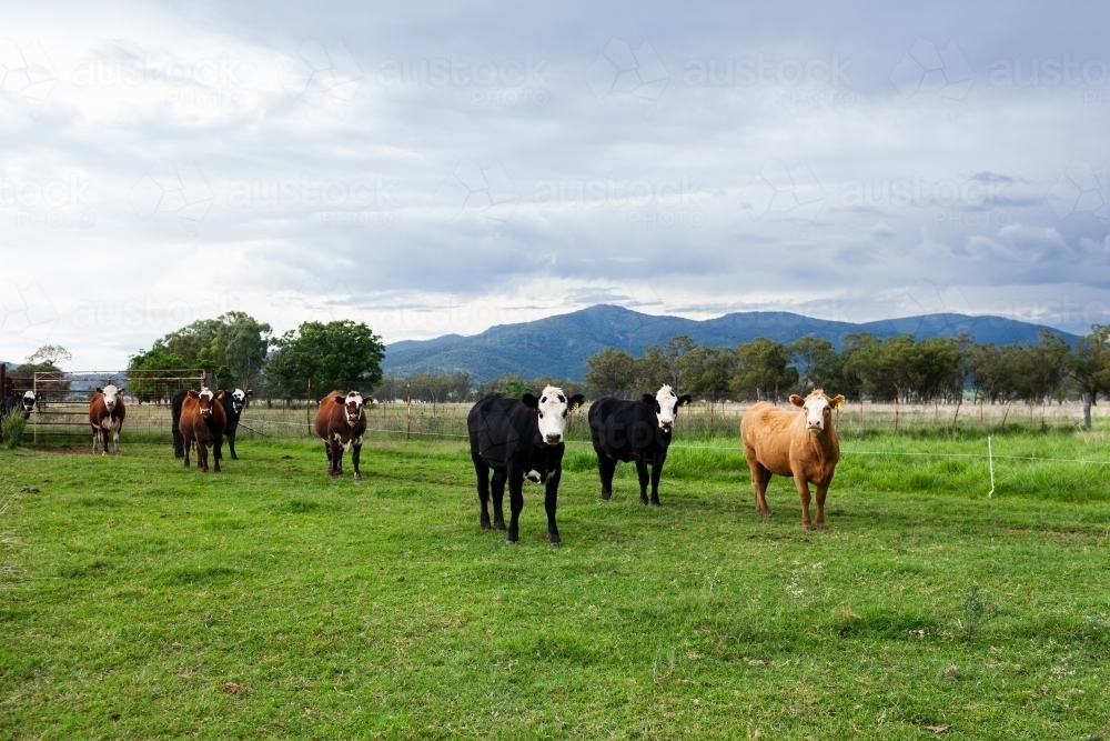 Image of Cattle standing in green paddock with short grass - Austockphoto