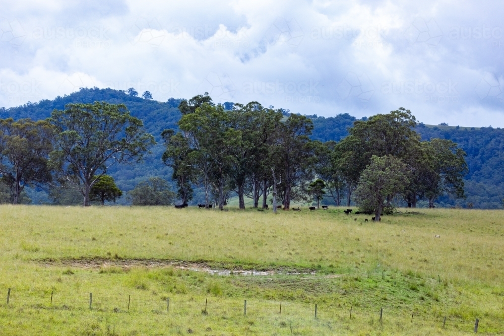 Image of Cattle under trees in country paddock on cloudy morning ...