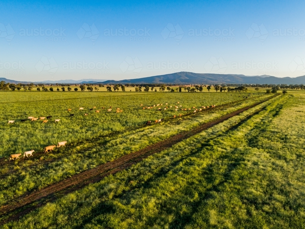 Image of Cattle walking home along a path at the fence line through ...