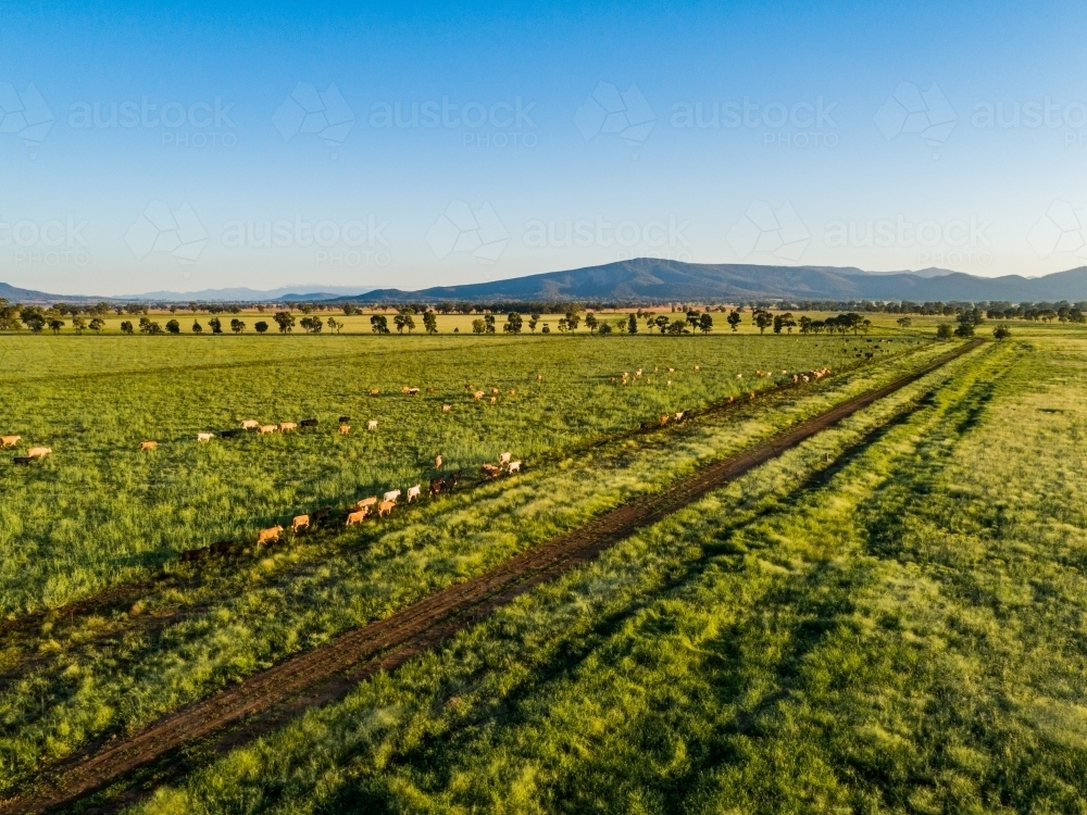 Image of Cattle walking home along a path at the fence line through ...
