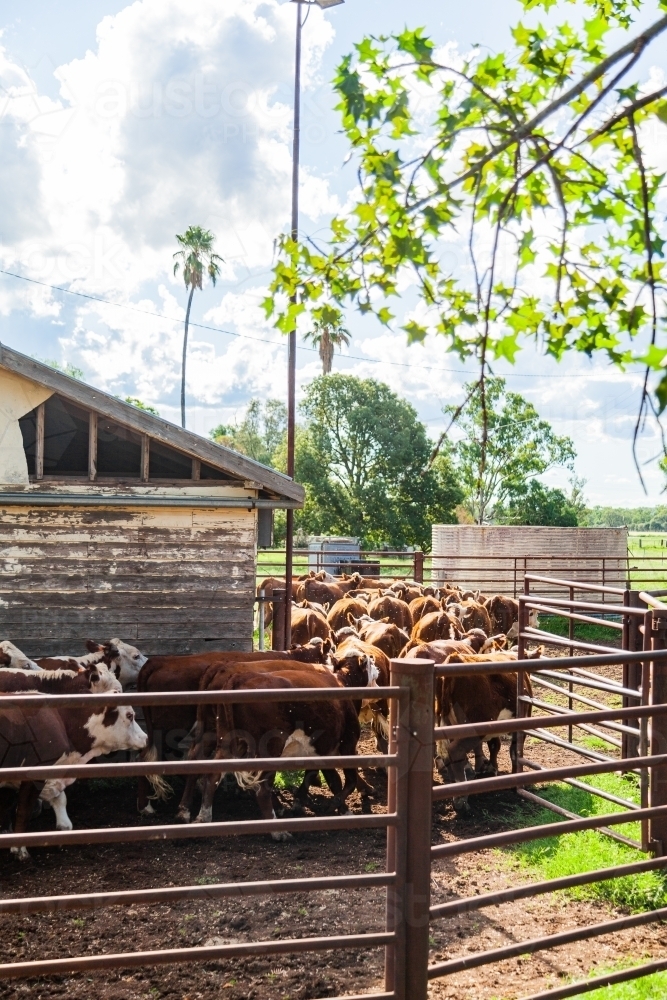 Image of Cattle walking through gate in metal farm stock yards ...
