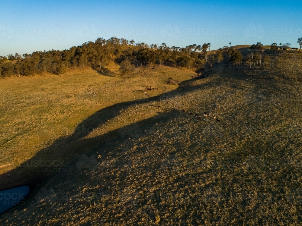 Image of Cattle wandering farm paddock with rolling landscape ...