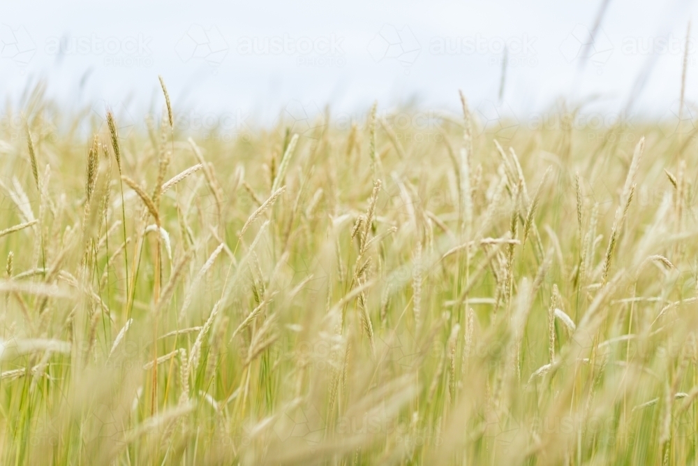 Image of Cereal rye ripening in paddock - Austockphoto