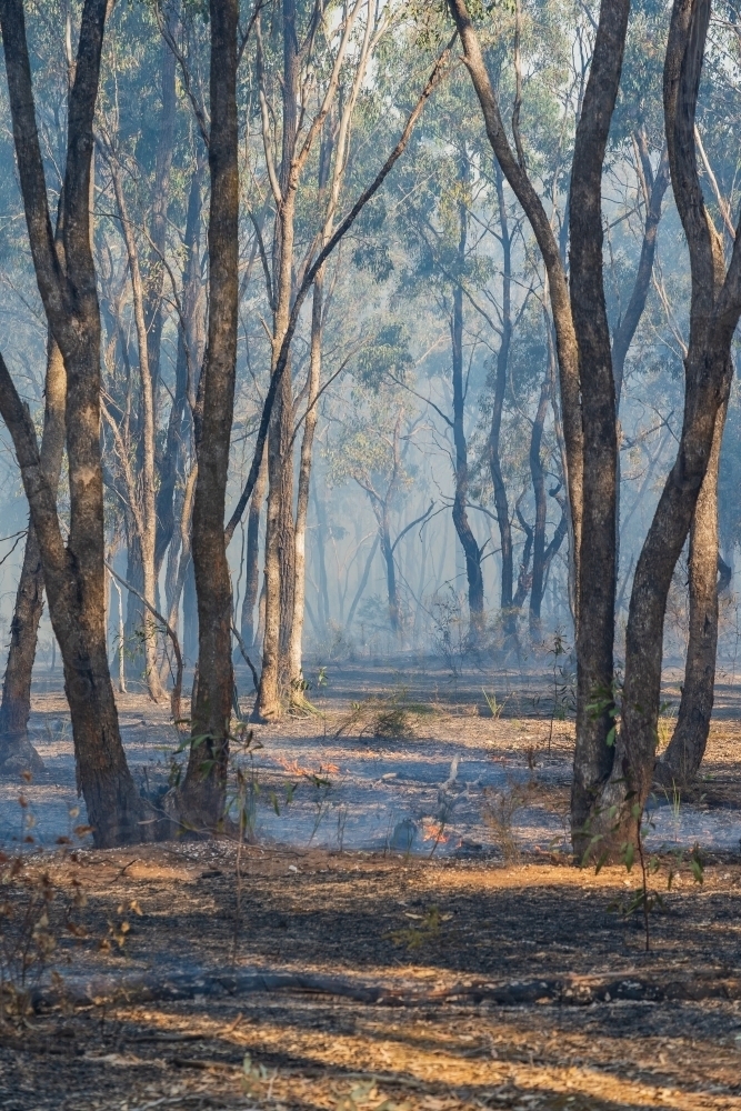 Image of Charred gum trees from a bushfire surrounded by lingering ...
