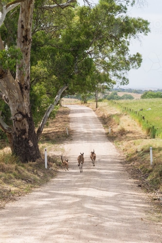 Image of chasing kangaroos down the road - Austockphoto