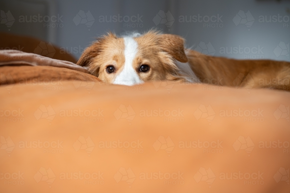 Image of cheeky dog on bed - Austockphoto
