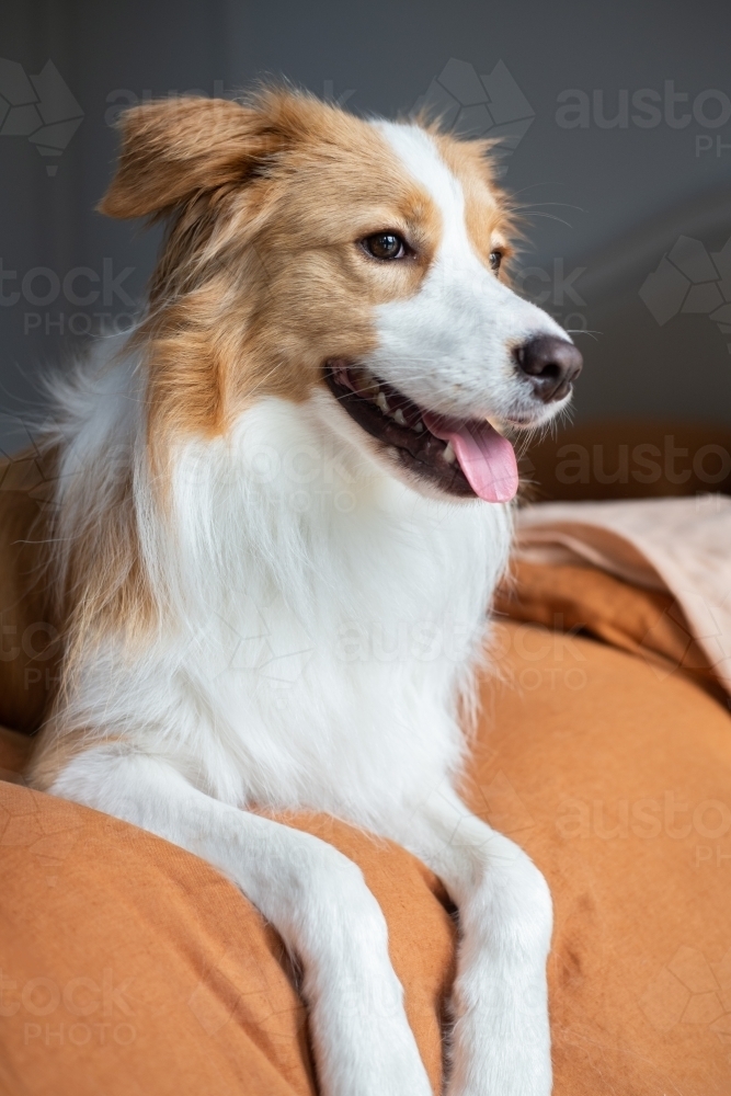 Image of cheeky dog on bed - Austockphoto