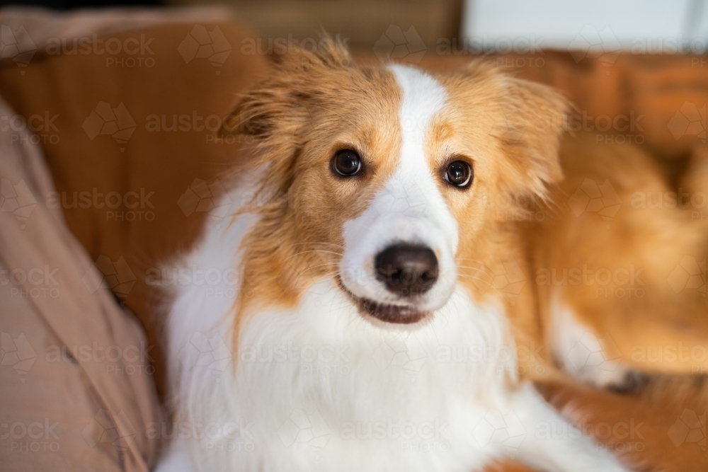 Image of cheeky dog on bed - Austockphoto