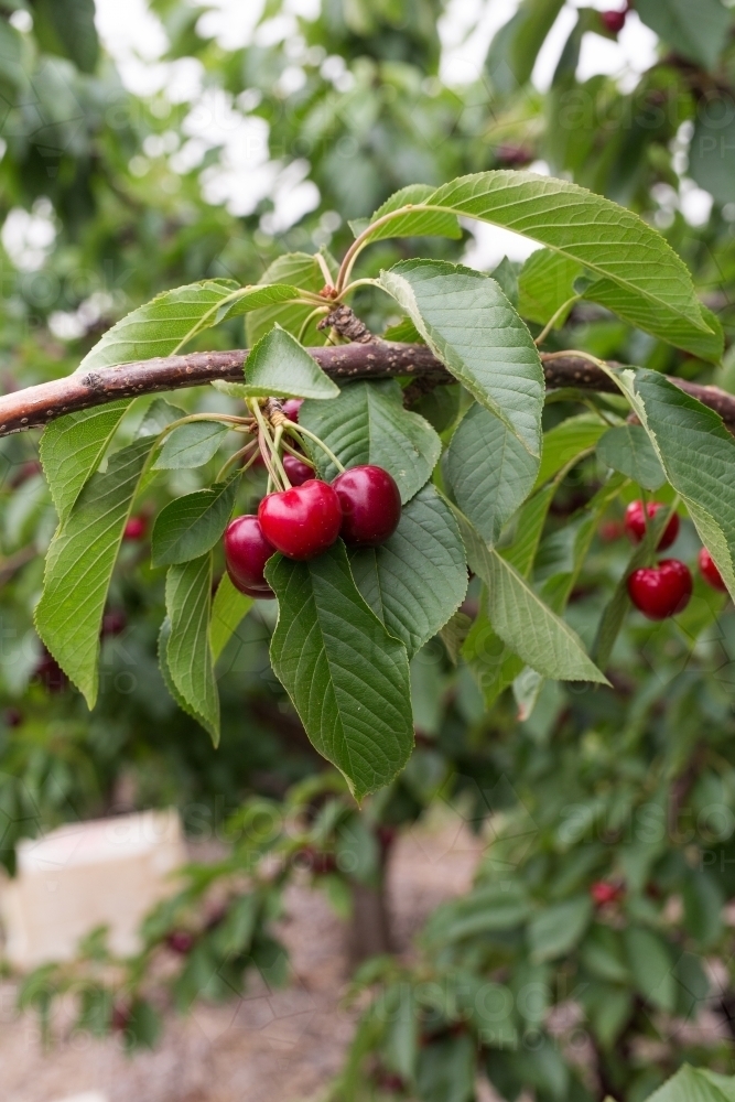 Image of cherries hanging from a branch - Austockphoto