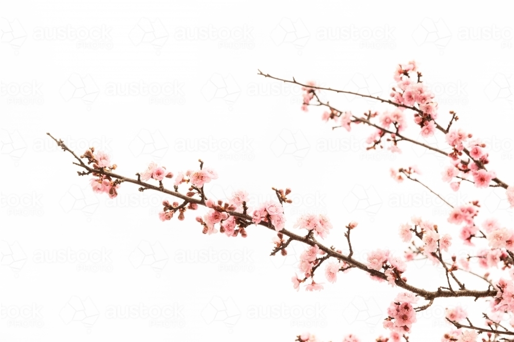 Image of Cherry blossom branches against white sky - Austockphoto
