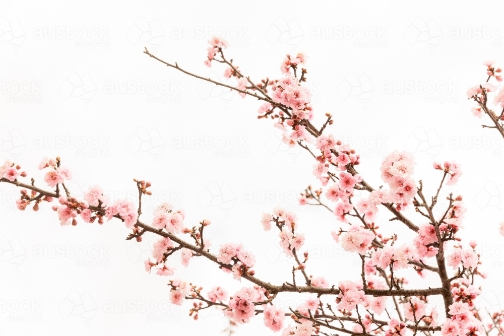 Image of Cherry Blossom branches against white sky - Austockphoto