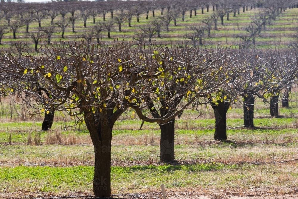 Image of Cherry trees and orchard farm - Austockphoto
