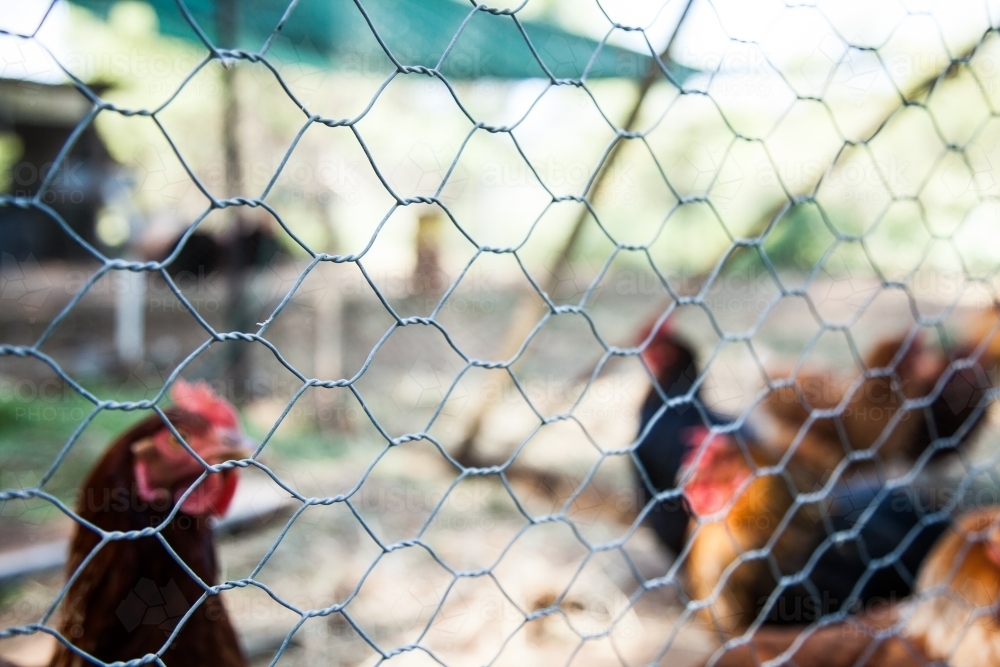 Image of Chicken wire with chooks out of focus behind - Austockphoto