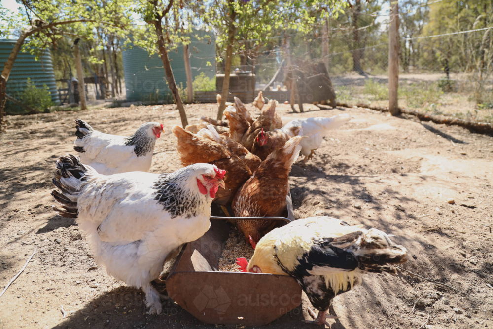 Image of Chickens of various breeds gather at a trough on a sunny farm ...