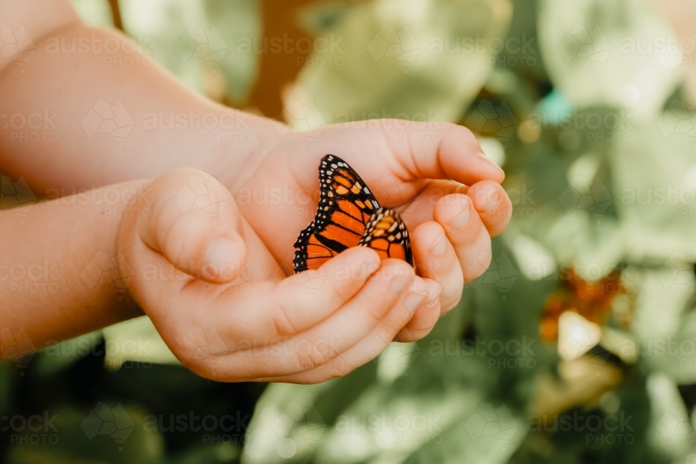 Image of Child's hands holding orange monarch butterfly - Austockphoto