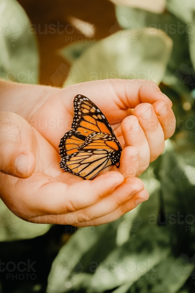 Image of Child's hands holding orange monarch butterfly - Austockphoto
