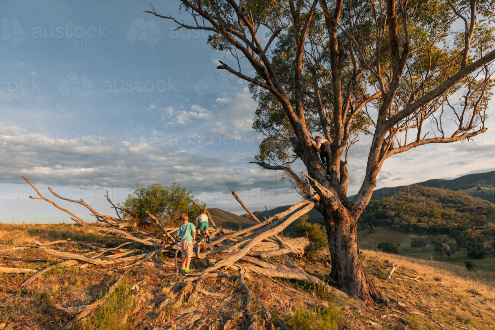 Image of Children using fallen branches to climb large gum tree on farm ...