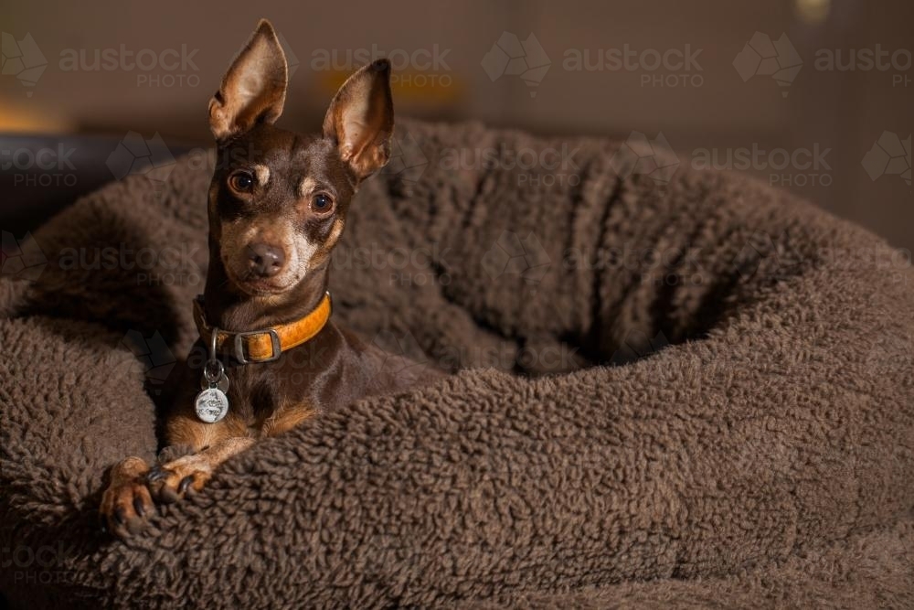 Image of Chocolate and tan miniature pinscher dog - Austockphoto