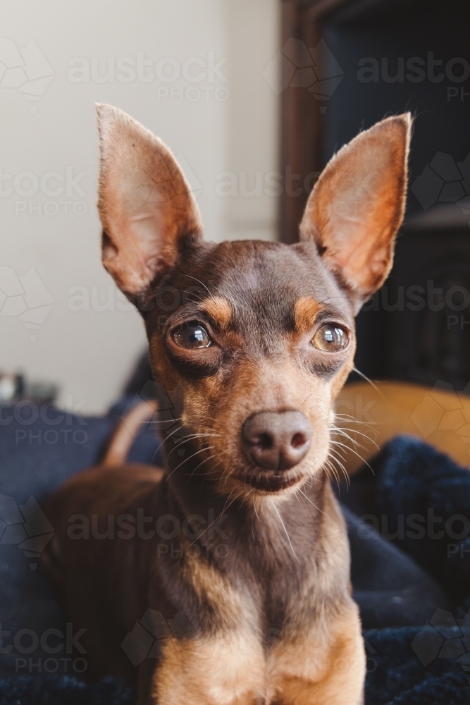 Image of Chocolate Miniature Pinscher dog portrait - Austockphoto