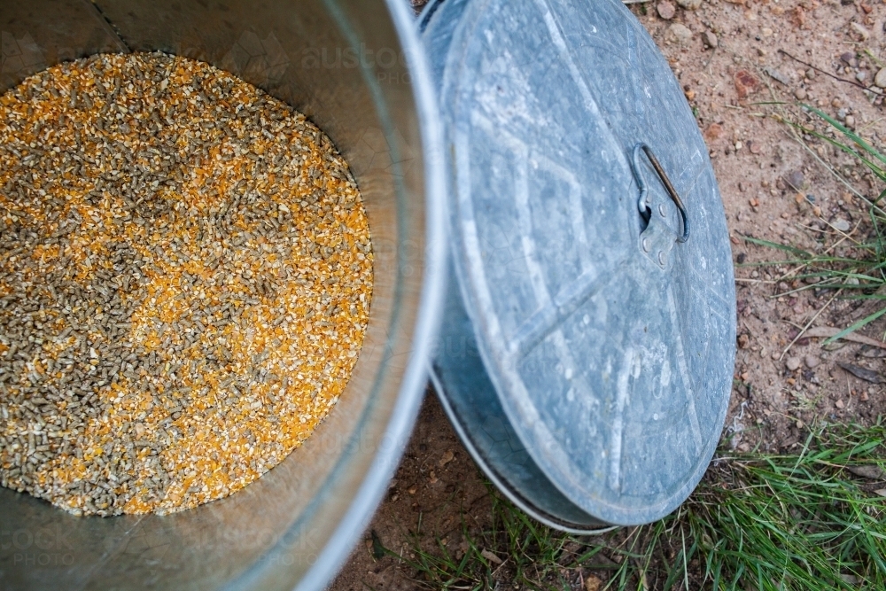 Image of Chook food mix of pellets and corn in feed bin - Austockphoto