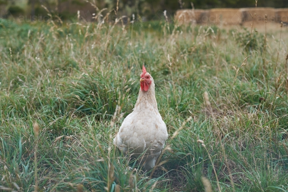 Image of Chook free ranging in garden - Austockphoto